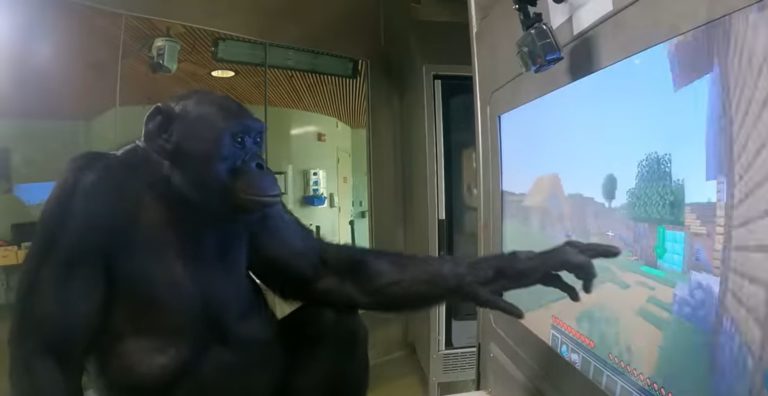 42-Year-Old Ape Video Gamer Displays Mind-blowing Minecraft Skills ...
