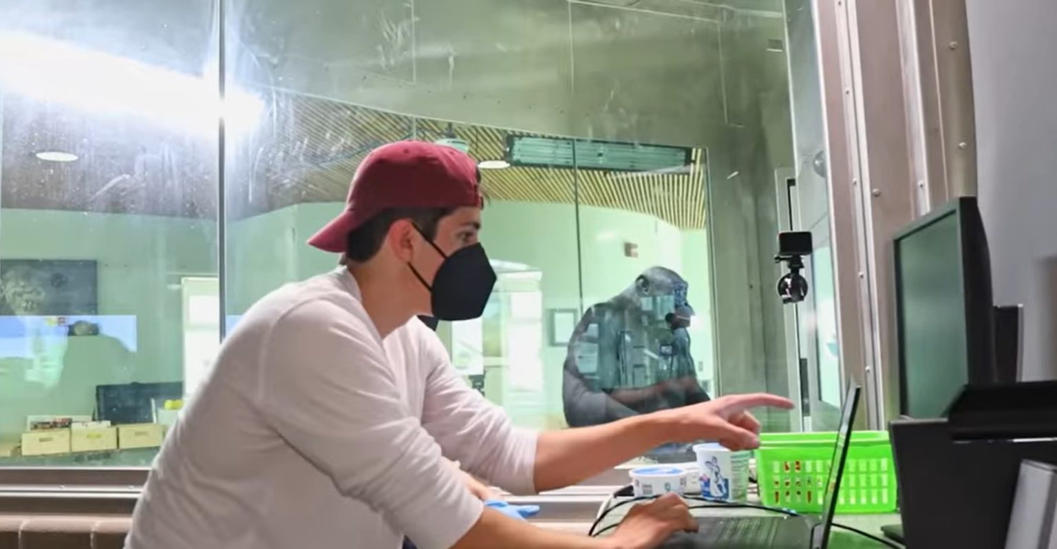 42-Year-Old Ape Video Gamer Displays Mind-blowing Minecraft Skills, Becomes Internet Sensation ...