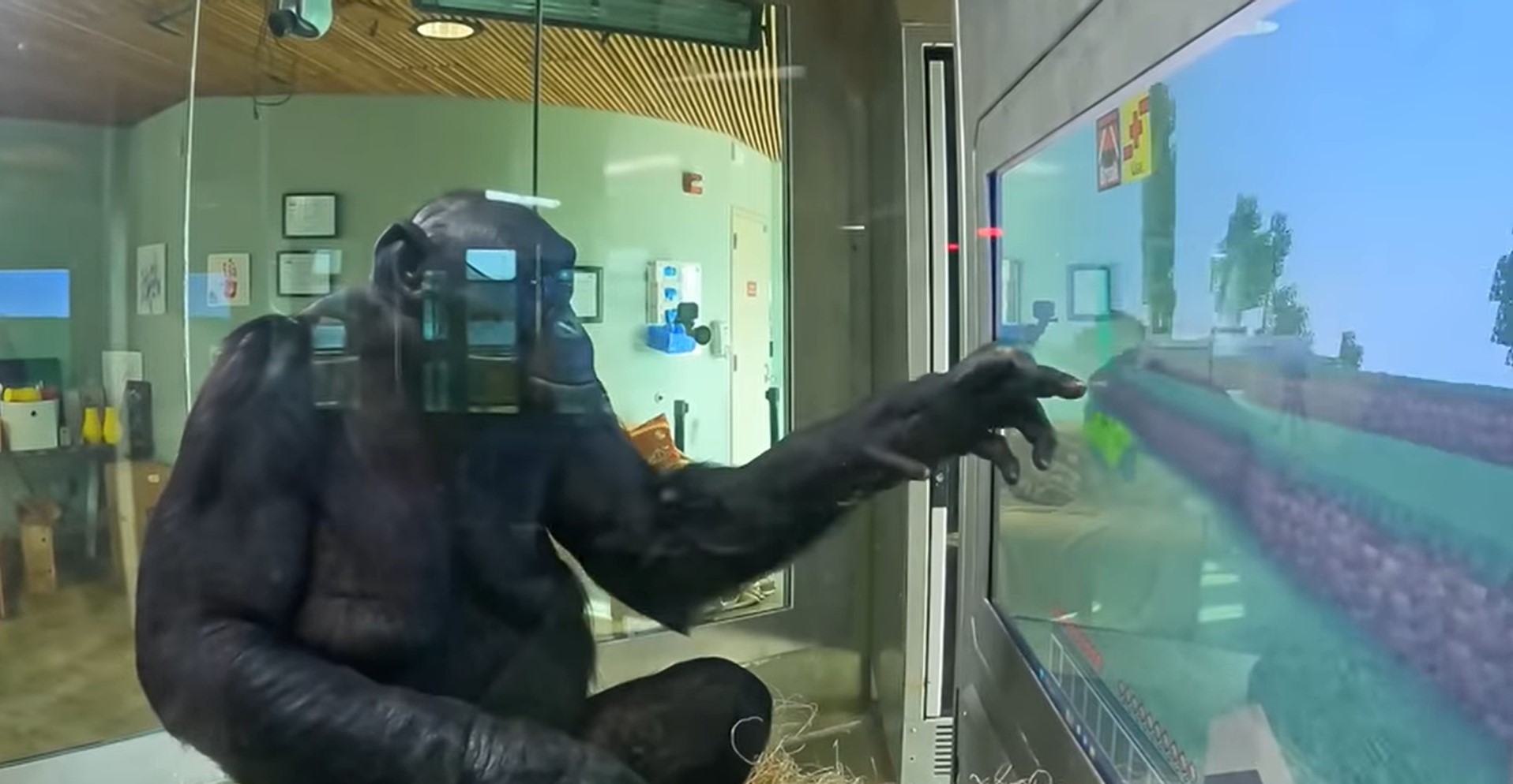 42-Year-Old Ape Video Gamer Displays Mind-blowing Minecraft Skills ...
